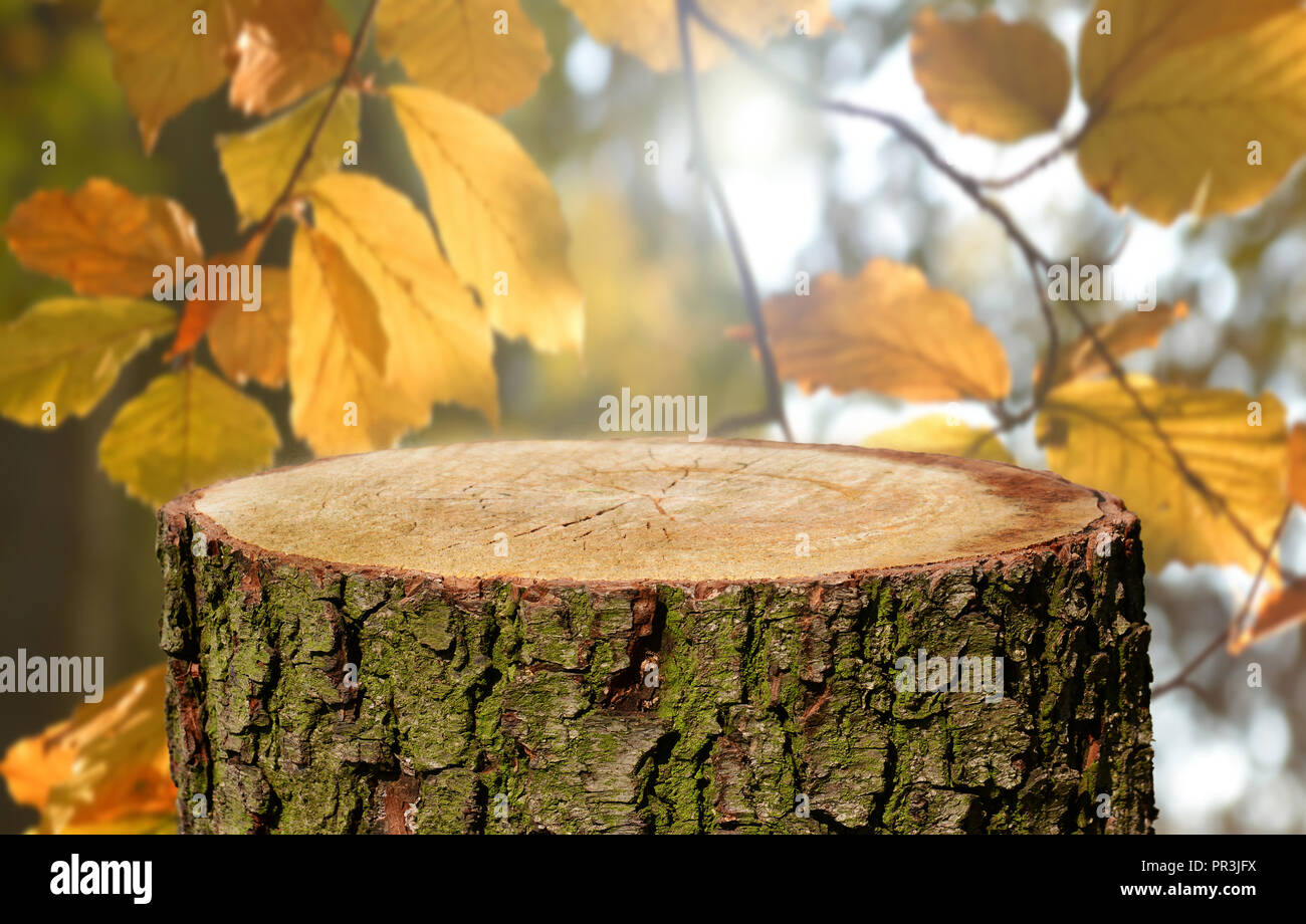 Tree trunk background Stock Photo - Alamy