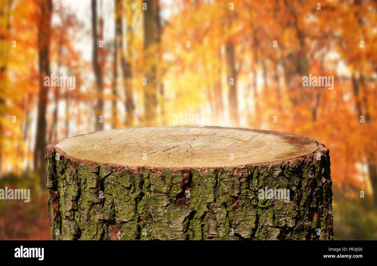 Tree trunk background Stock Photo - Alamy