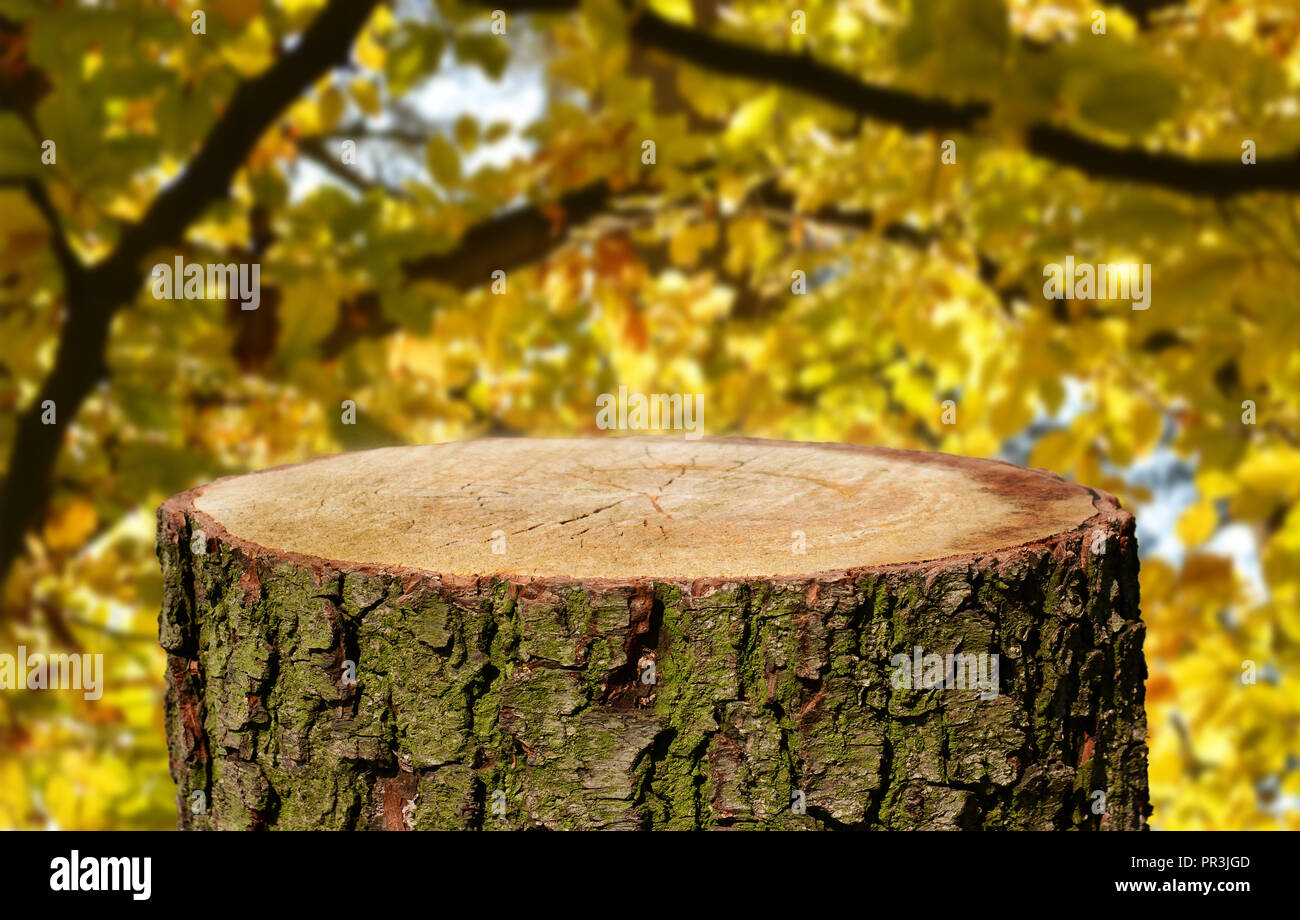 Tree trunk background Stock Photo - Alamy