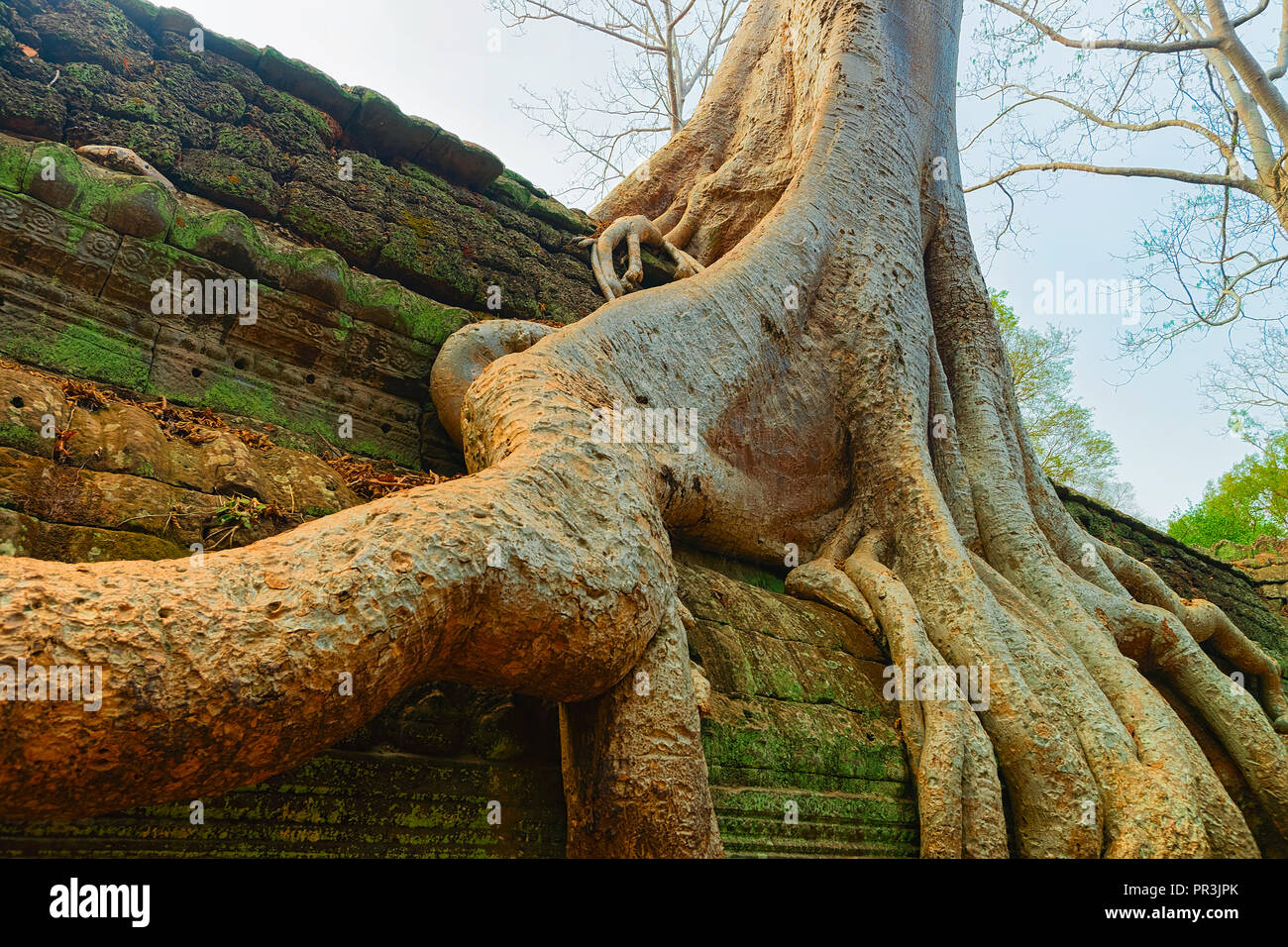 Tree roots at Ta Prohm temple complex, Siem Reap, in Cambodia Stock ...