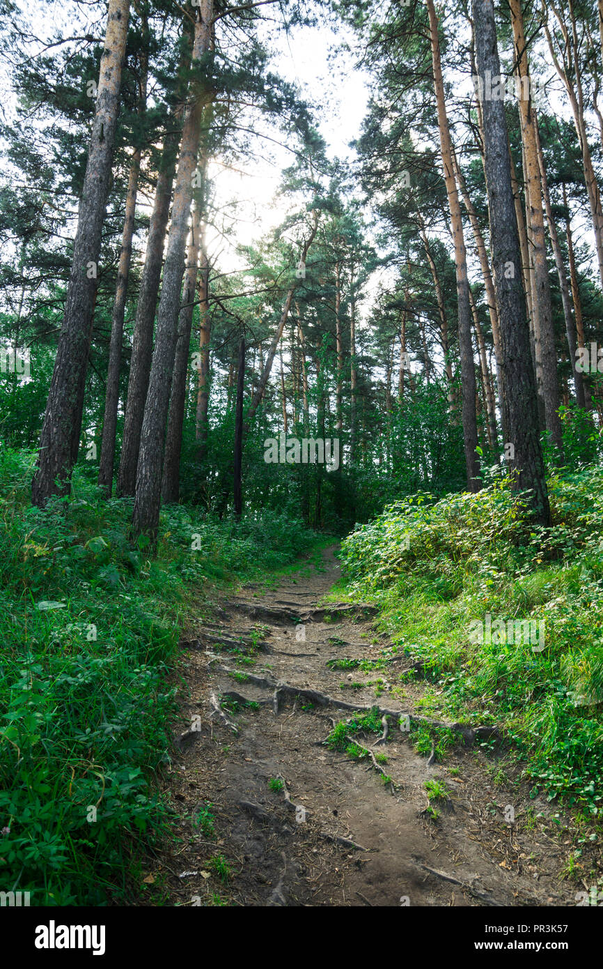 Pathway through beautiful forest with different trees Stock Photo - Alamy