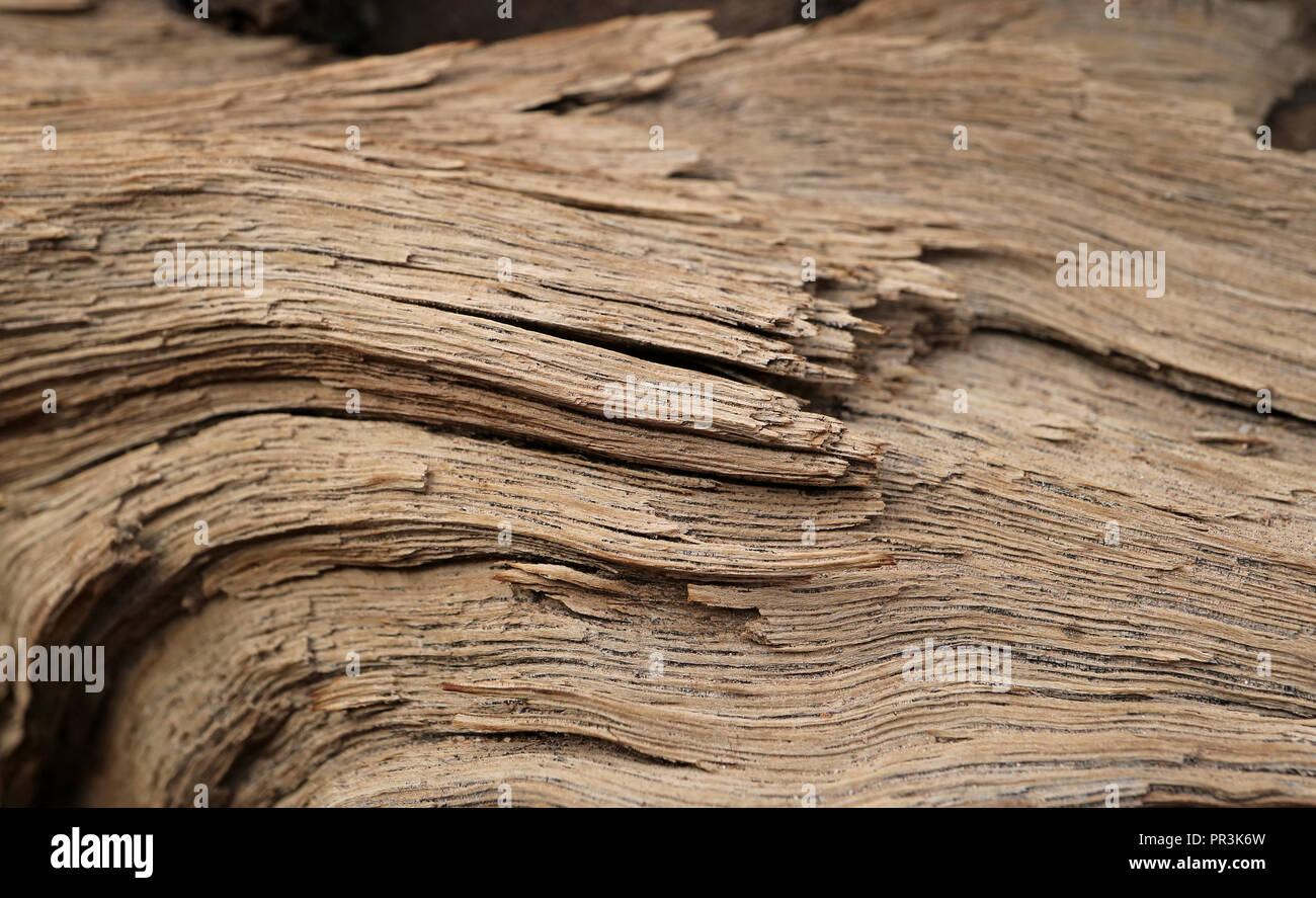 Close Up of Rough Tree Trunk for Plants Texture, Banner and Background ...