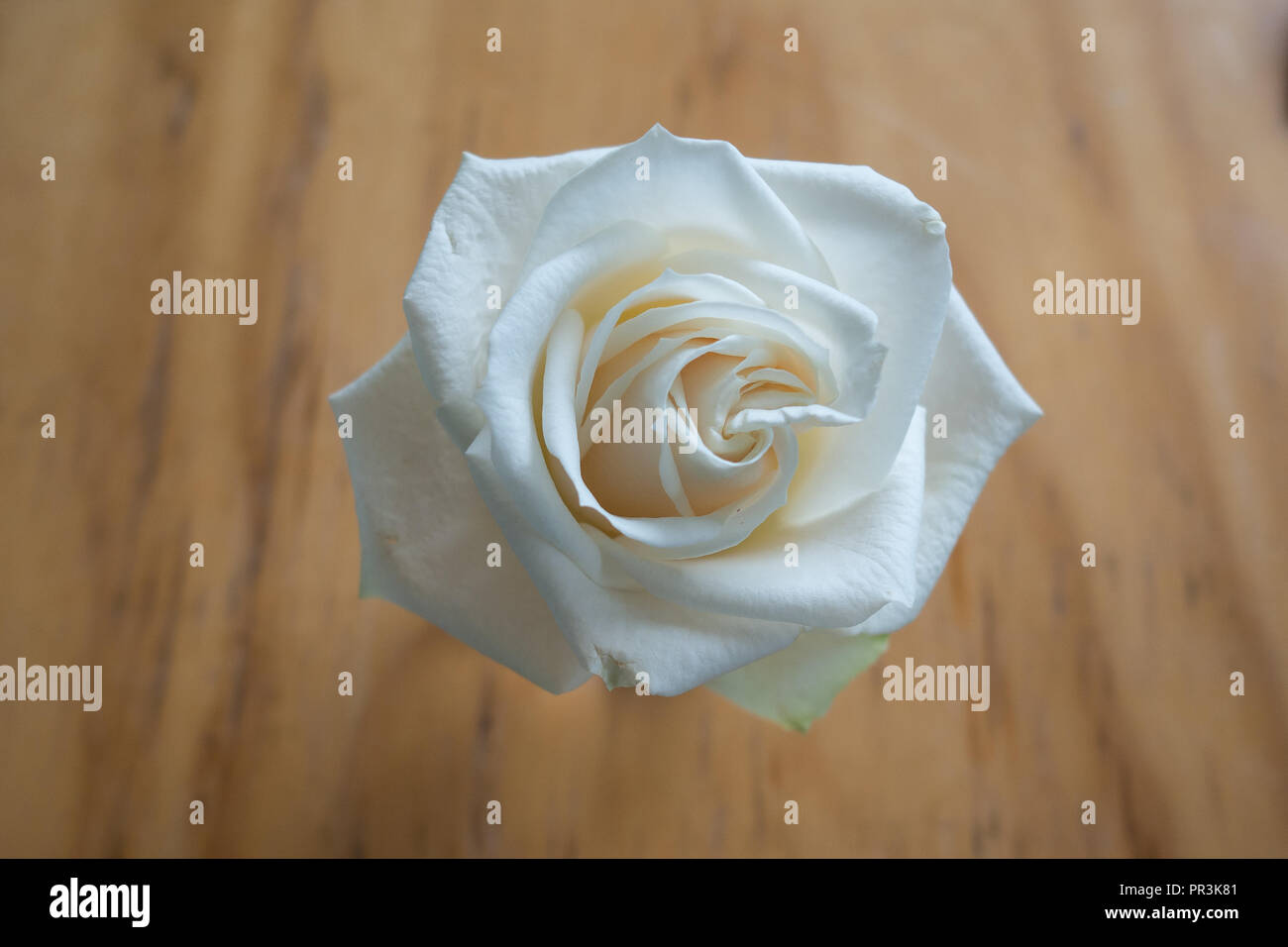 White rose on table, top view Stock Photo - Alamy