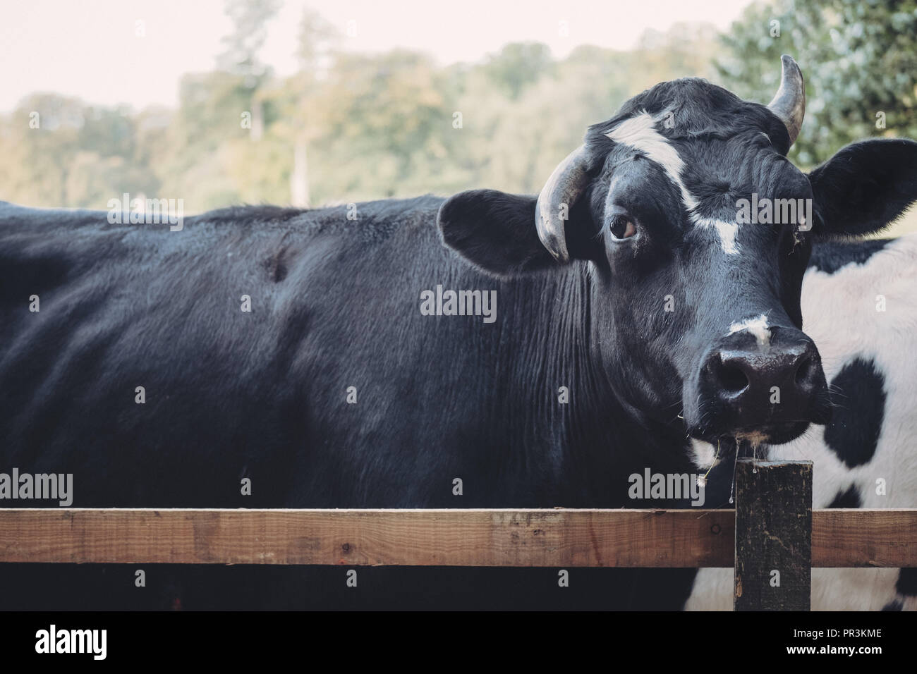Horizontal image of one cow standing in a field Stock Photo - Alamy