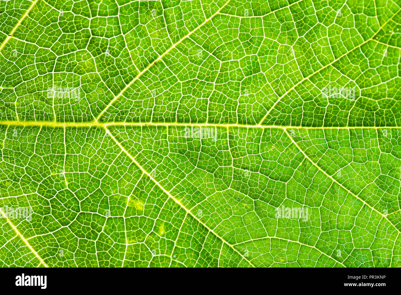 Fresh and green tree leaf texture as background for world earth day ...