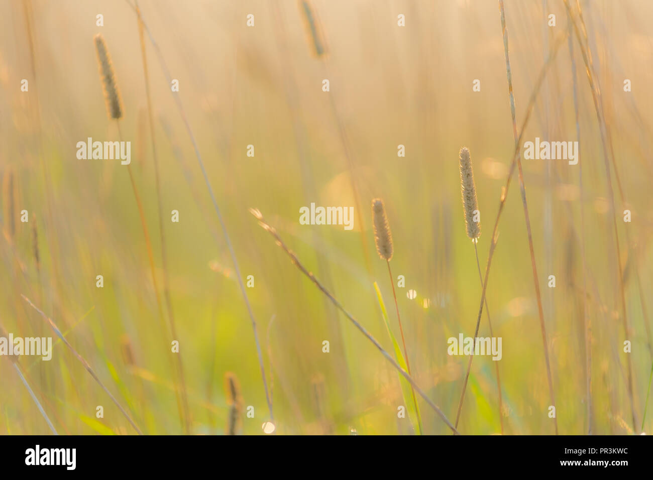 Common reed uk flower hi-res stock photography and images - Alamy