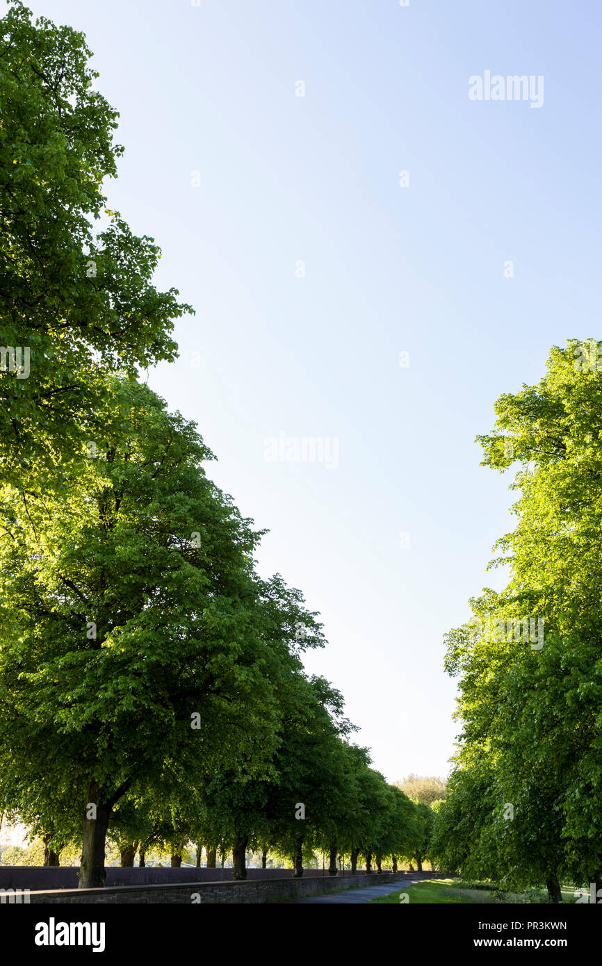 A line of trees. A tree lined footpath on Victoria Embankment ...