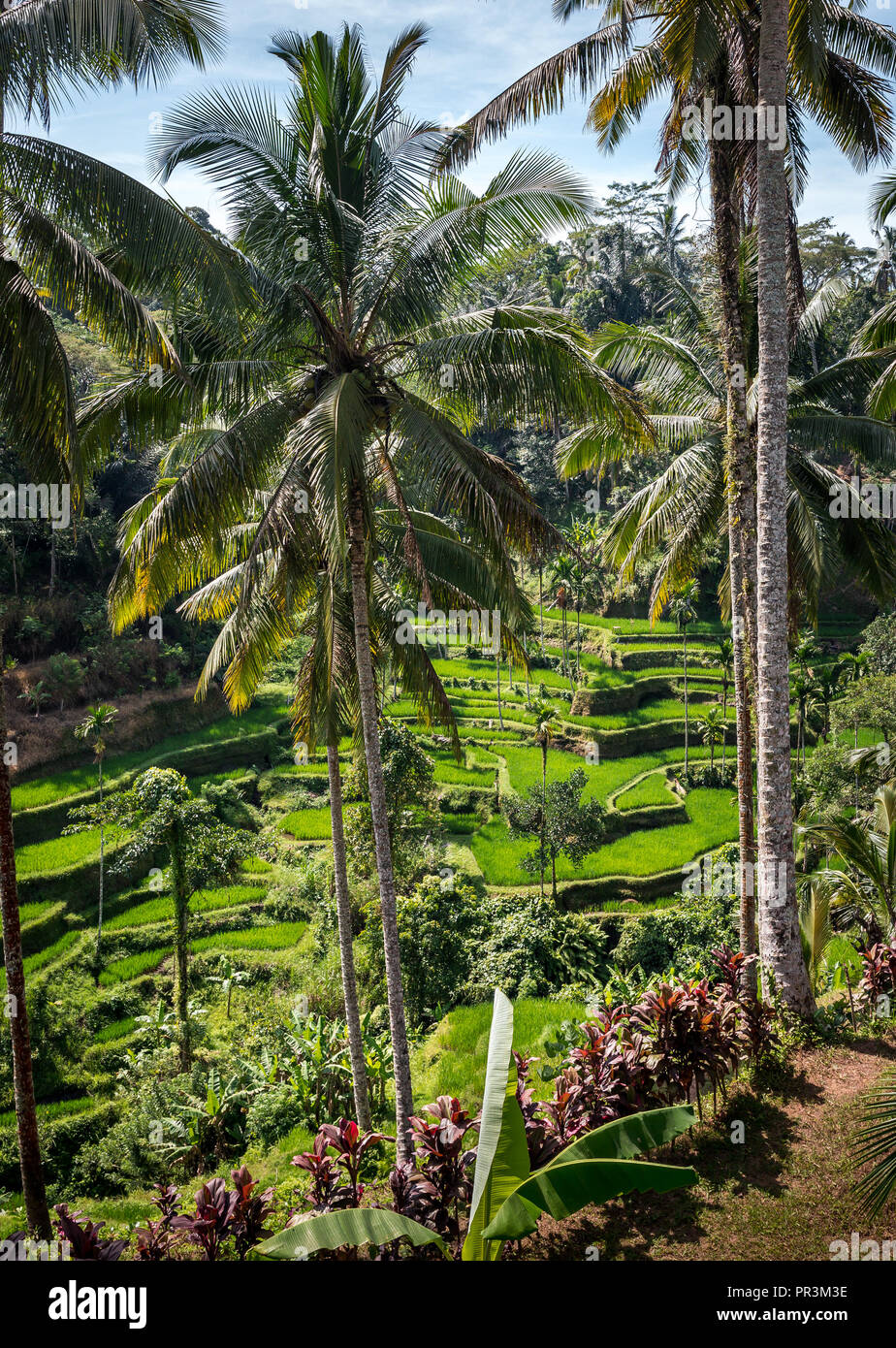 Balinese rice terrace hi-res stock photography and images - Alamy