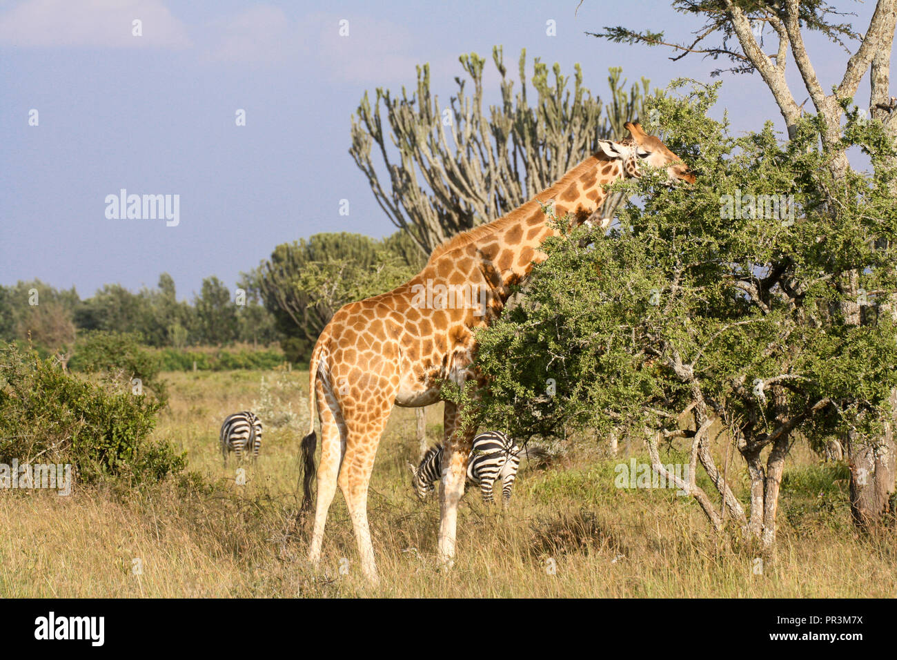 Savanna grass zebra giraffe hi-res stock photography and images - Alamy