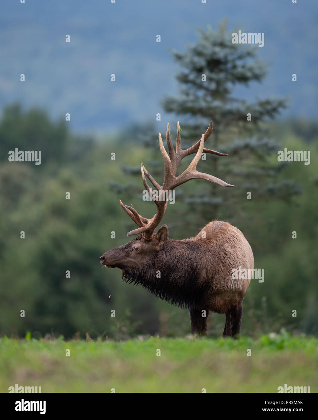 Elk During the Rut Season Stock Photo - Alamy
