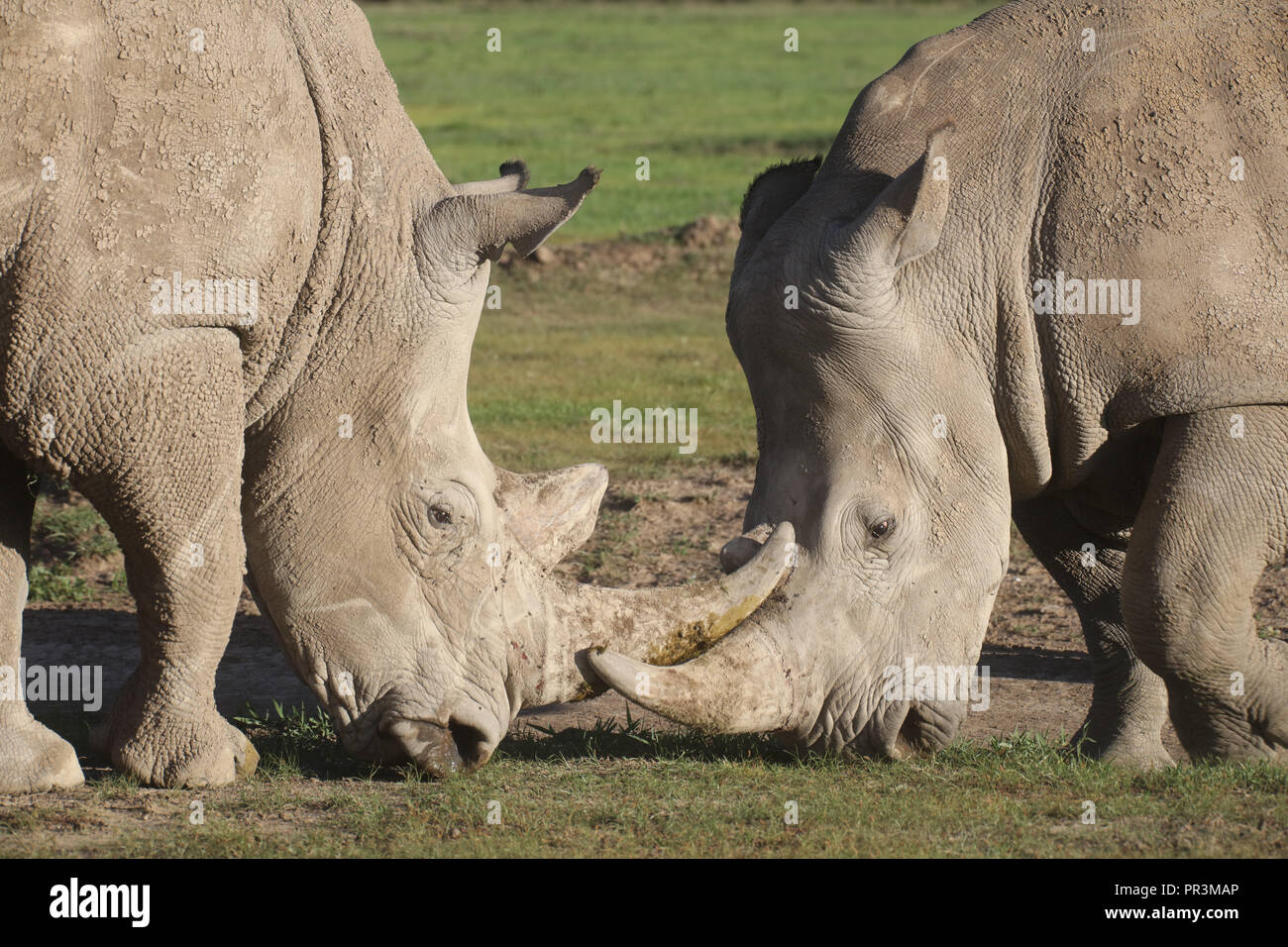 Rhinoceros mating hi-res stock photography and images - Alamy