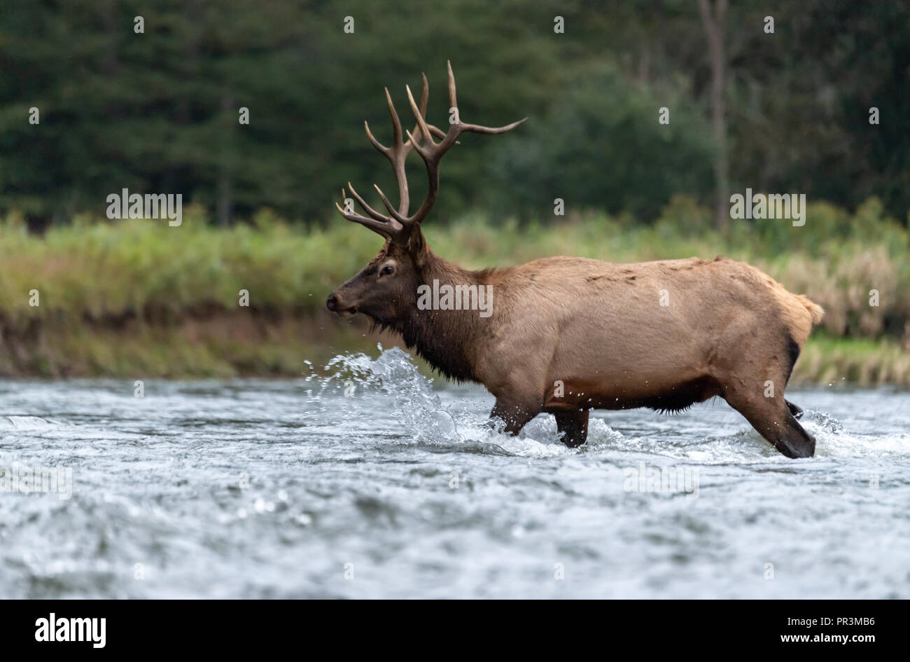 Elk During the Rut Season Stock Photo - Alamy