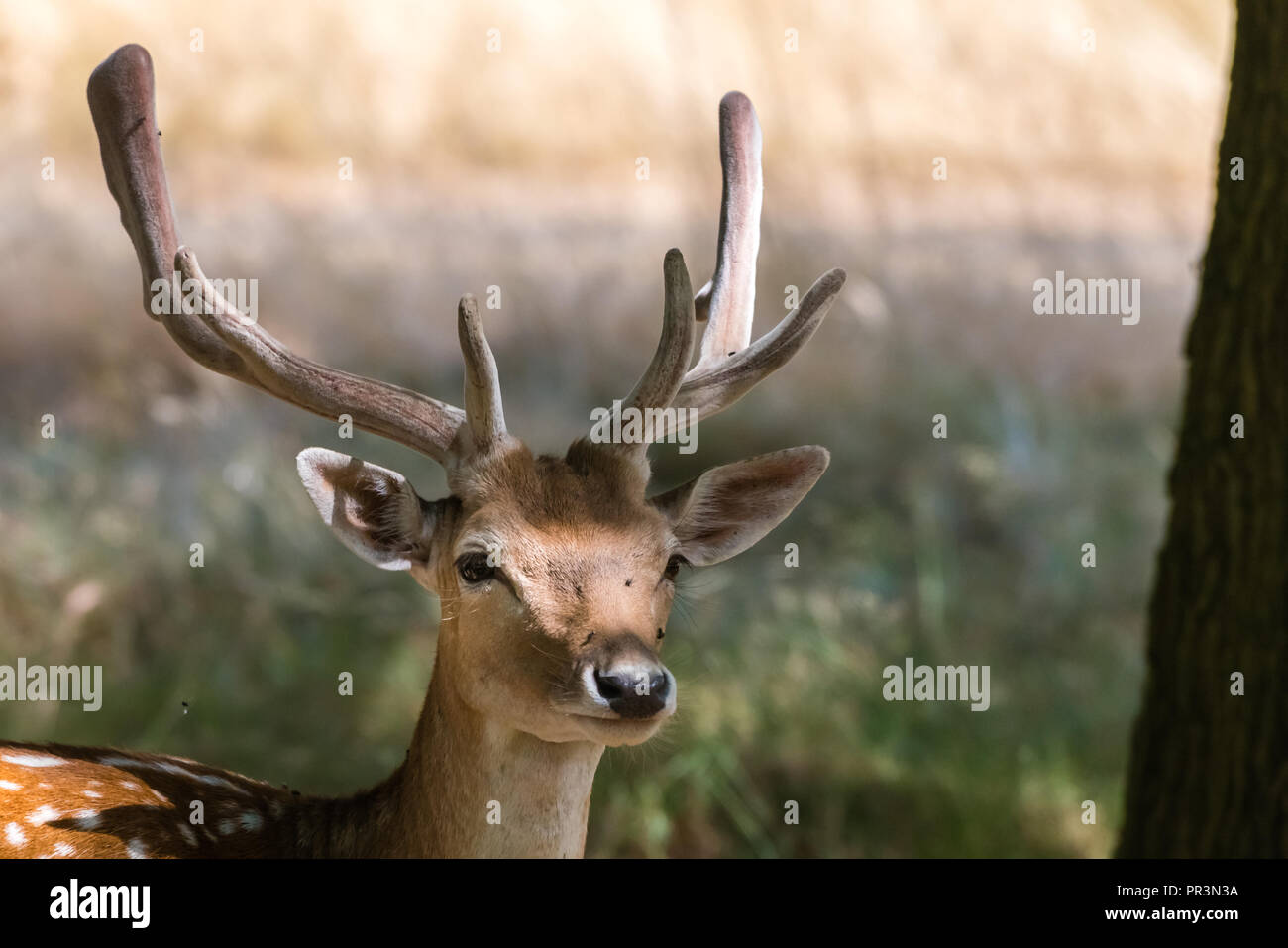 Portrait of a proudly looking deer in a forest in summer Stock Photo ...