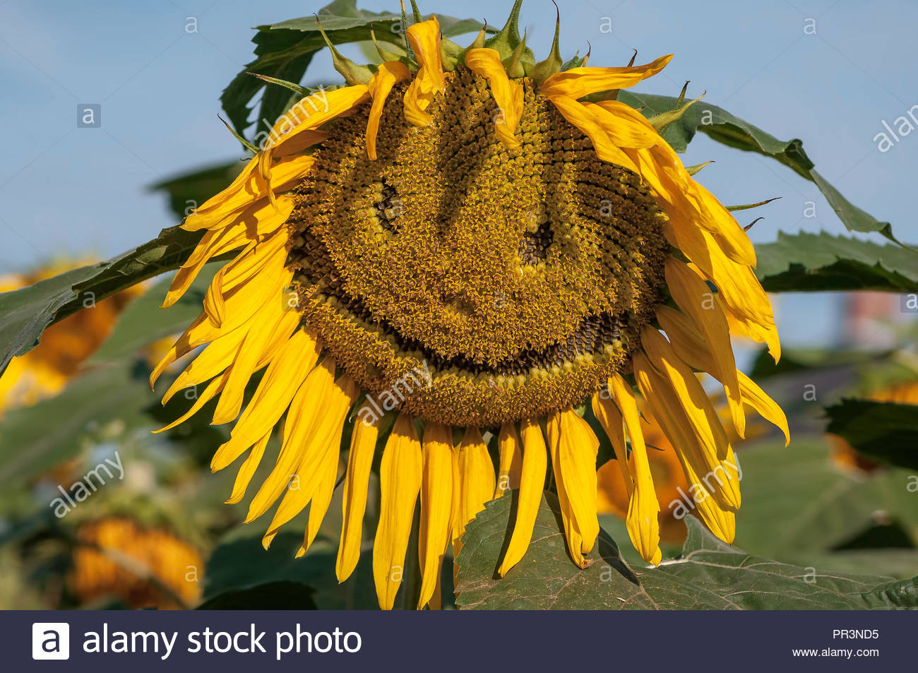 Smiley Flower Face Stock Photos & Smiley Flower Face Stock Images - Alamy