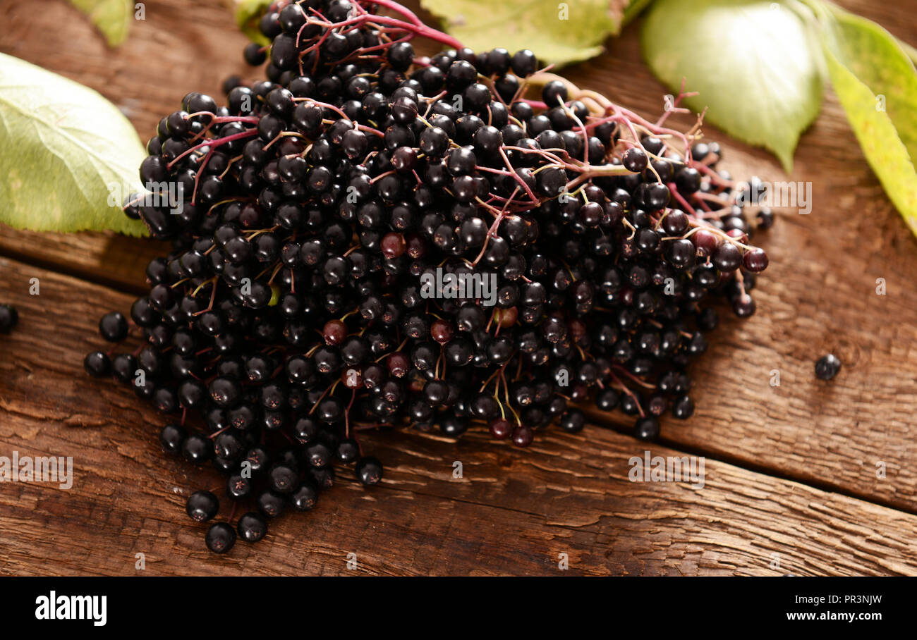 Picked elderberry hi-res stock photography and images - Alamy