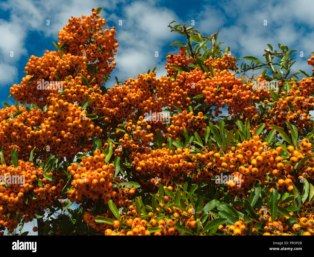 Pomes (berries) of pyracantha Stock Photo - Alamy