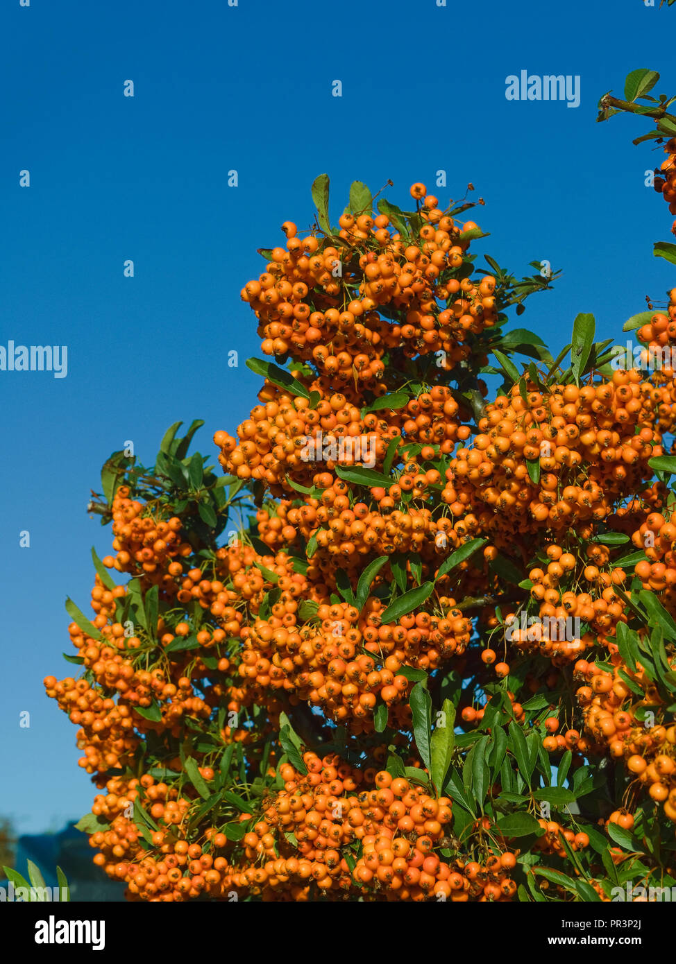 Pomes (berries) of pyracantha Stock Photo - Alamy