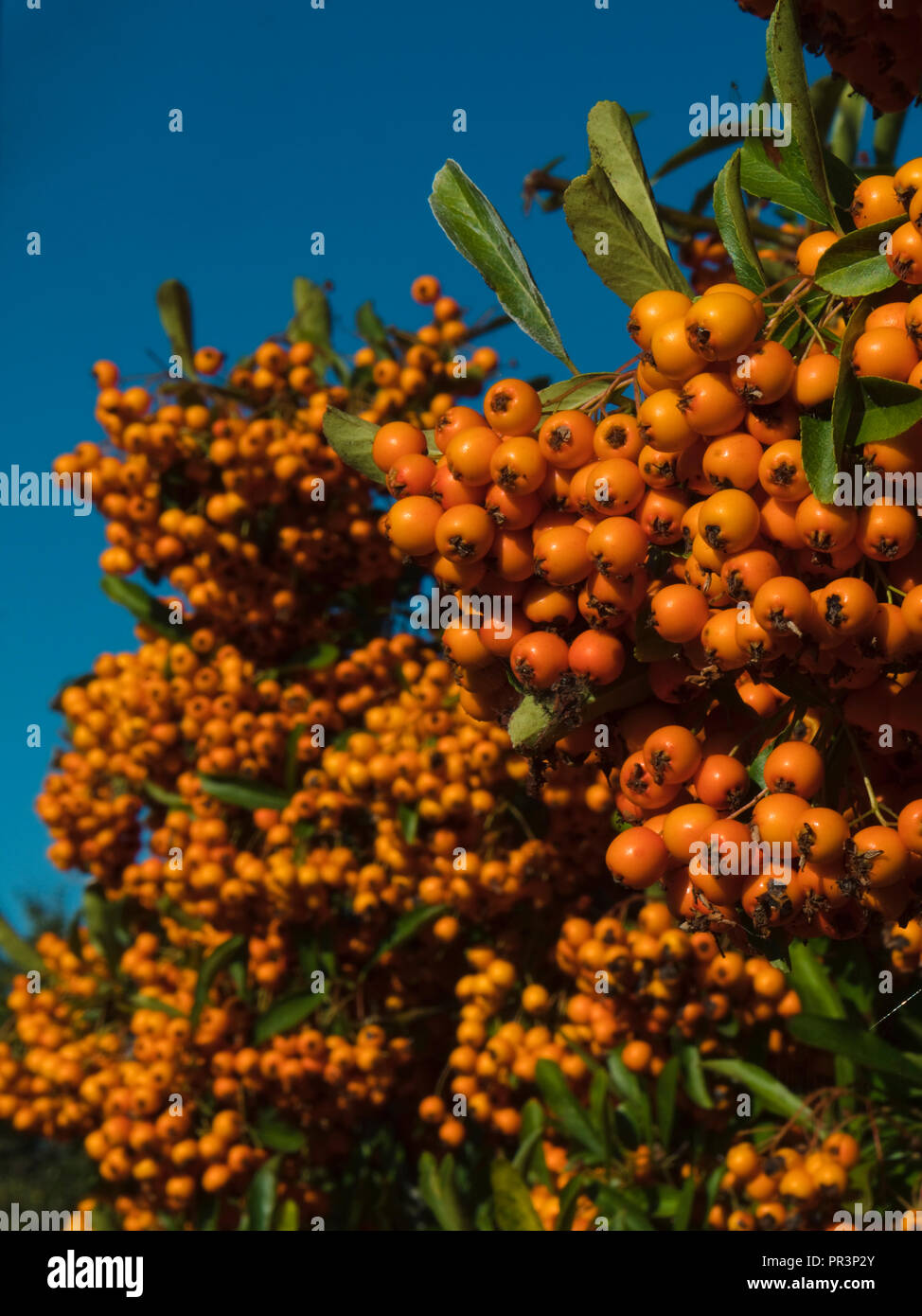 Pyracantha berries bird hi-res stock photography and images - Alamy