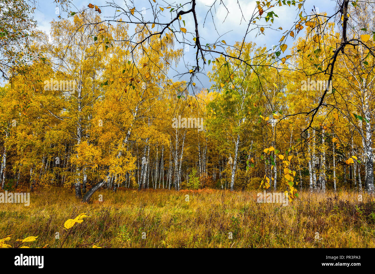 Birch Trees Fall Colors Blue Sky High Resolution Stock Photography and ...