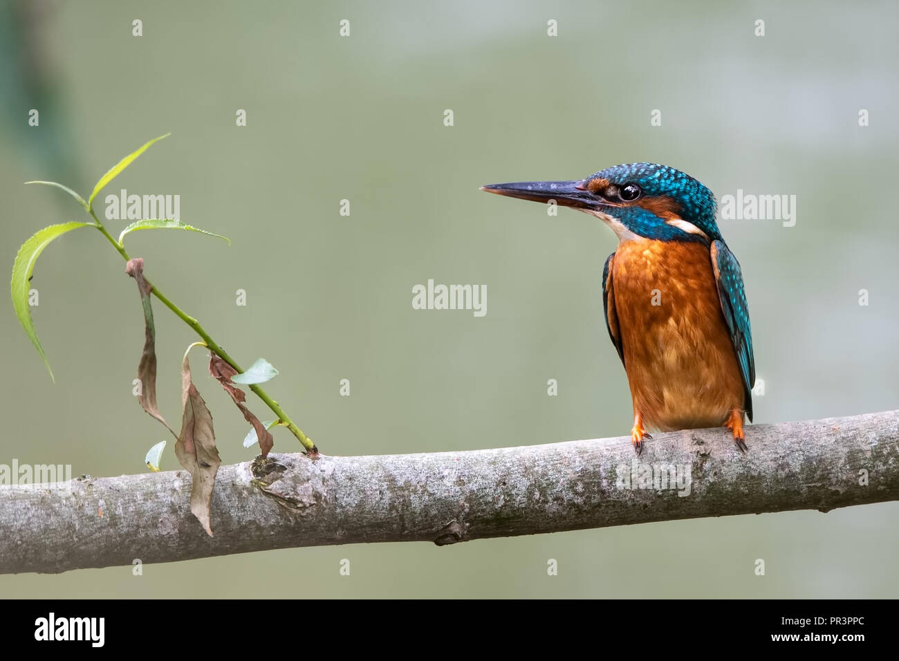 Wolvercote river hi-res stock photography and images - Alamy