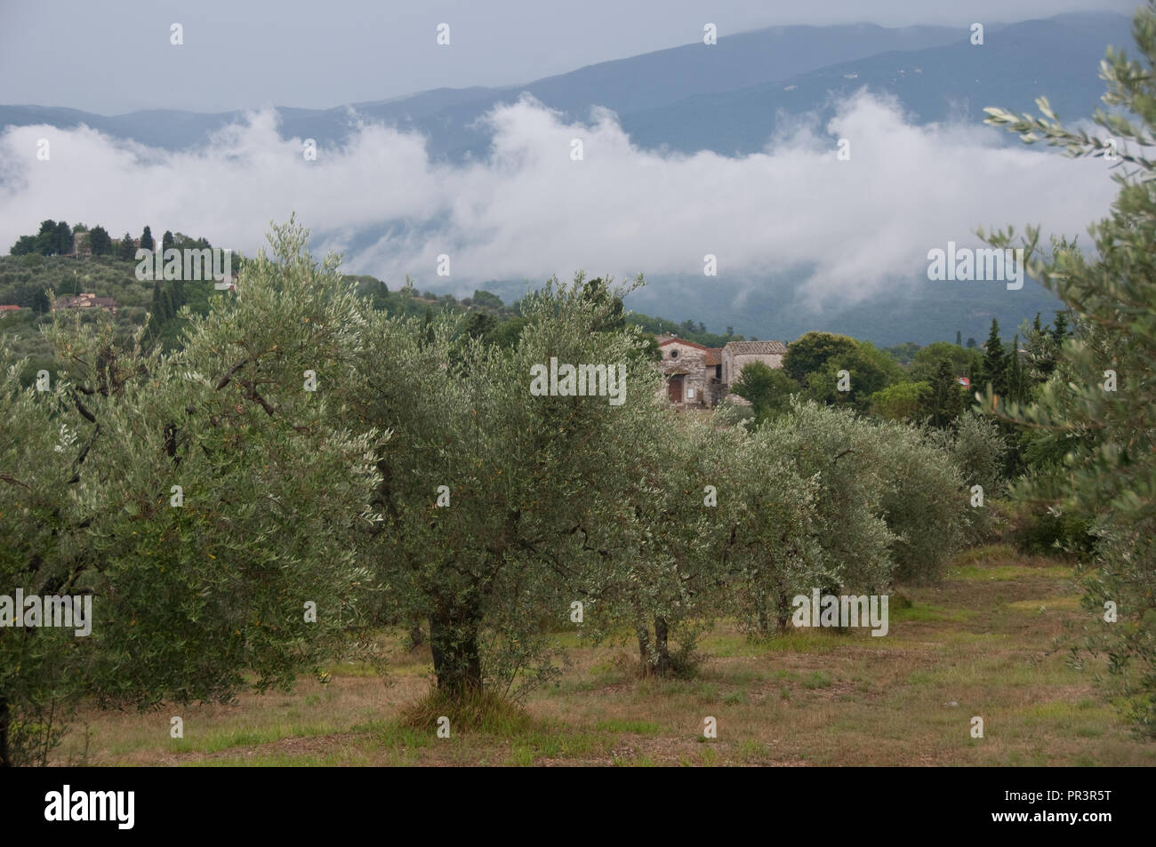 Olive Trees in Italy Stock Photo - Alamy