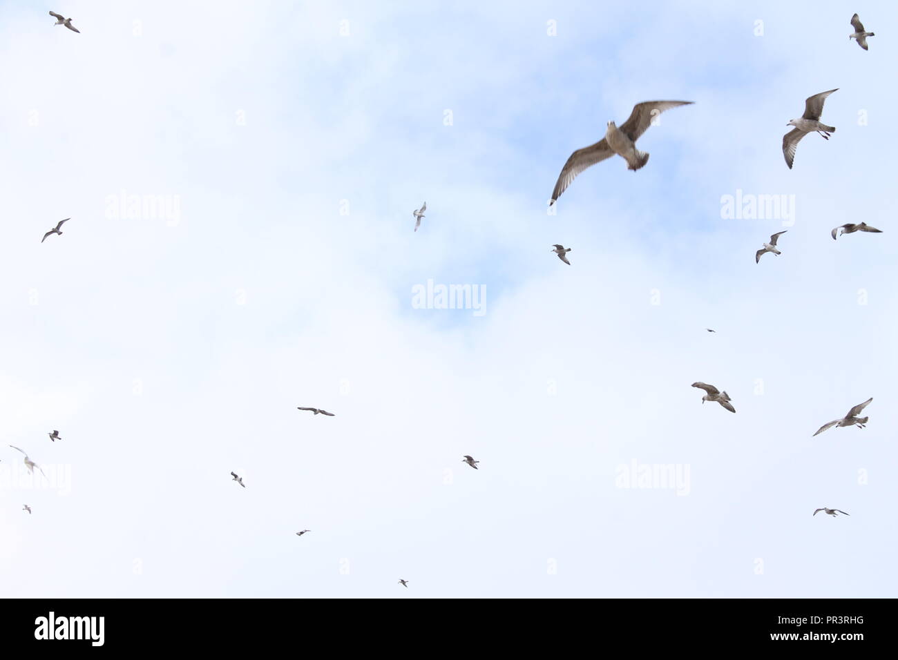 Flying flock of gulls hi-res stock photography and images - Alamy