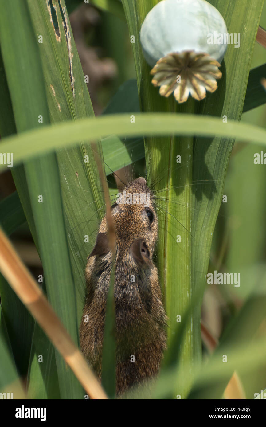 Field mouse seeds hi-res stock photography and images - Alamy