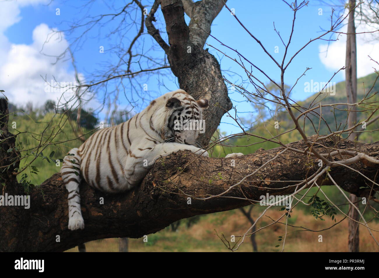 White skinned tiger on a tree Stock Photo - Alamy