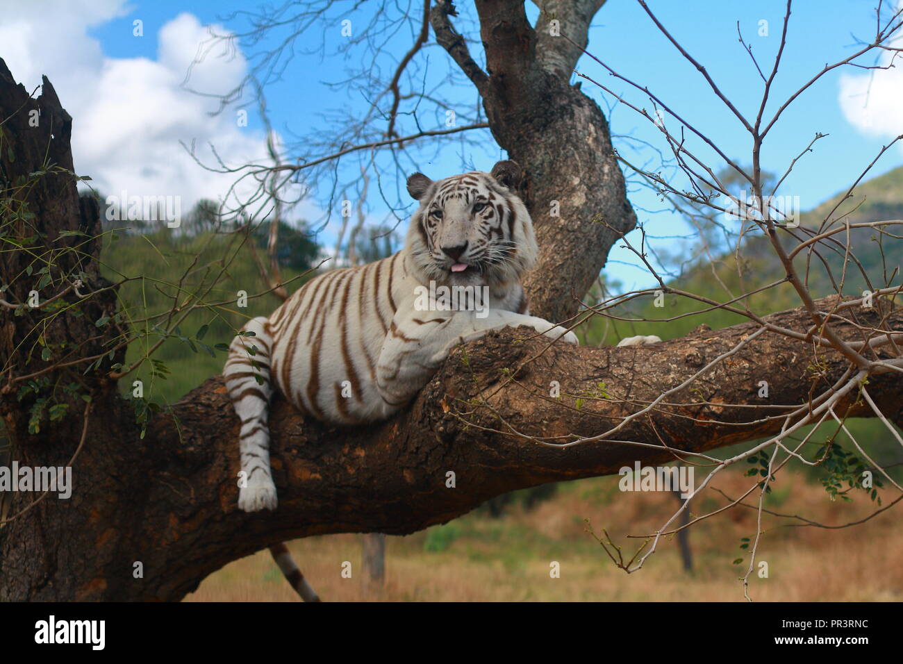 White skinned tiger on a tree Stock Photo - Alamy