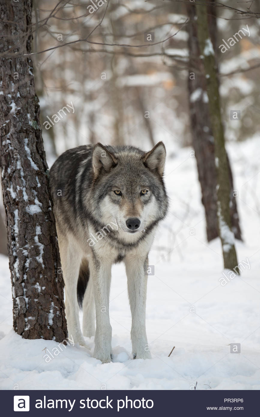 Timber Wolf Stock Photos & Timber Wolf Stock Images - Alamy