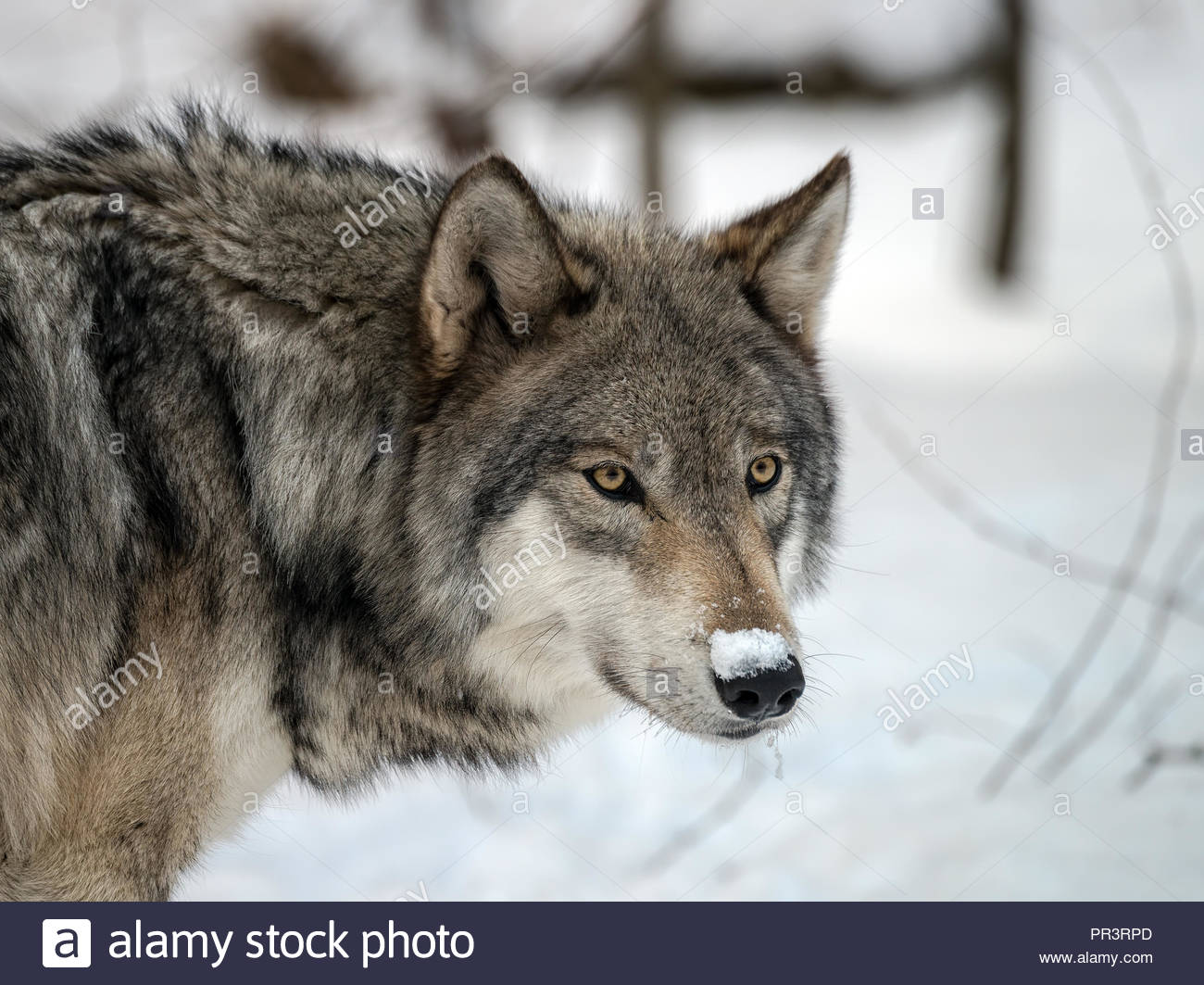 Wolves Snow Stock Photos & Wolves Snow Stock Images - Alamy