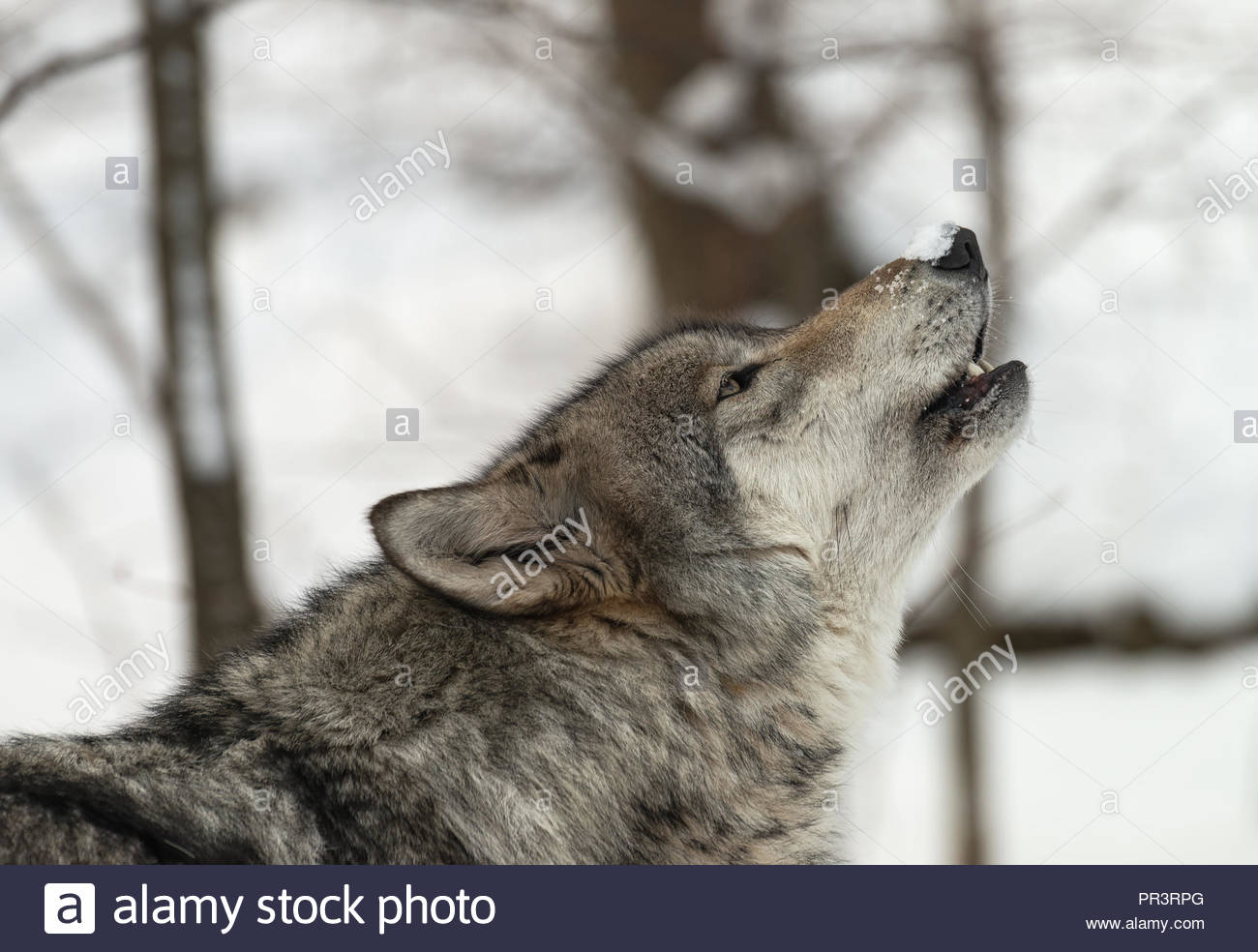 Wolves Snow Stock Photos & Wolves Snow Stock Images - Alamy
