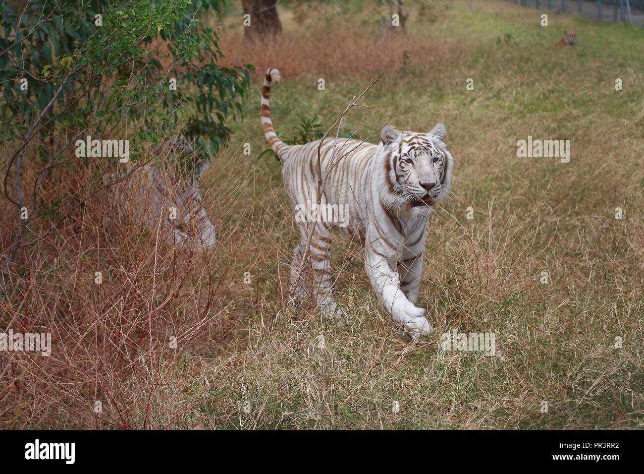 White skinned tiger on a tree Stock Photo - Alamy