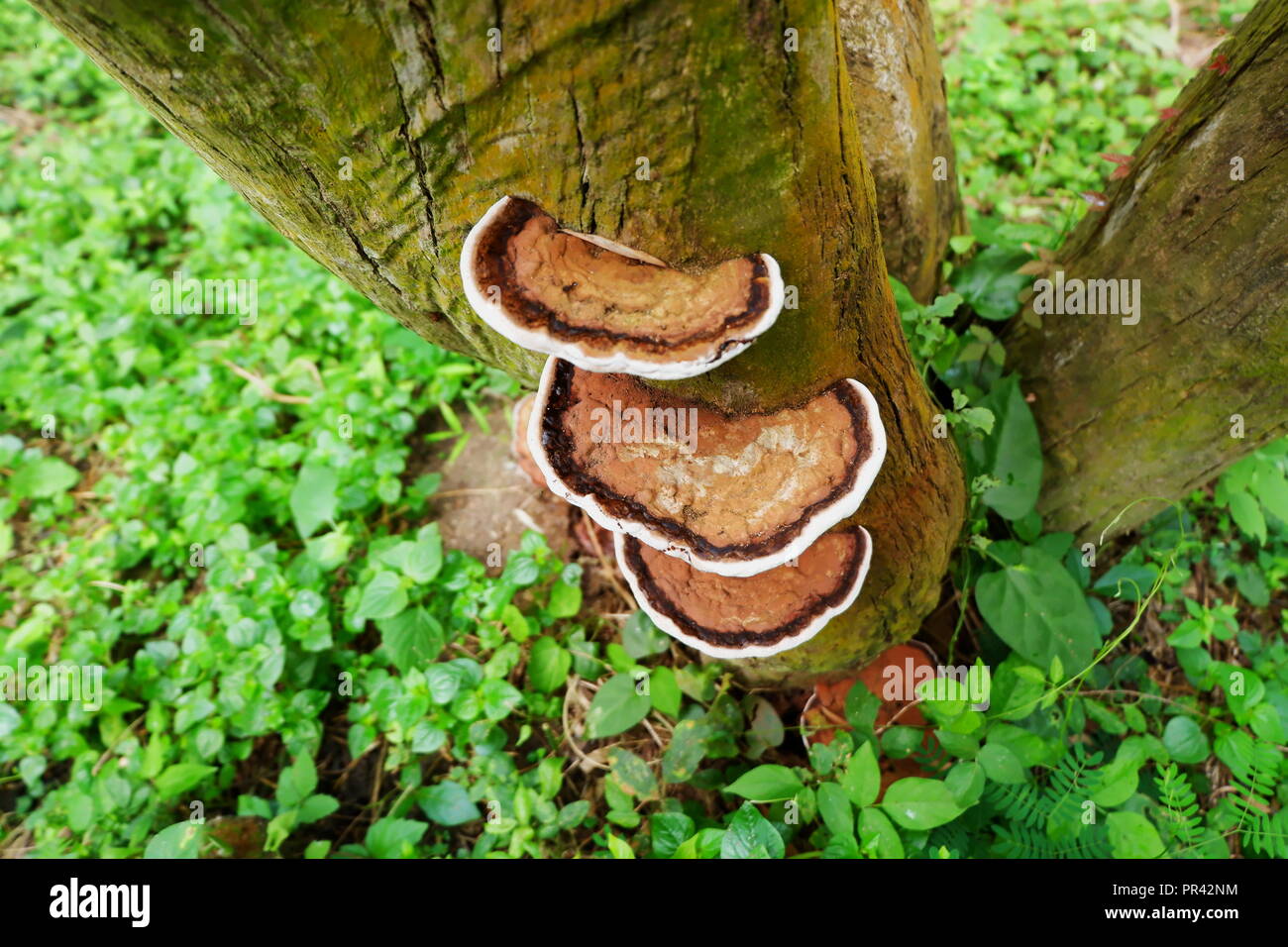 Tinder mushroom hi-res stock photography and images - Alamy