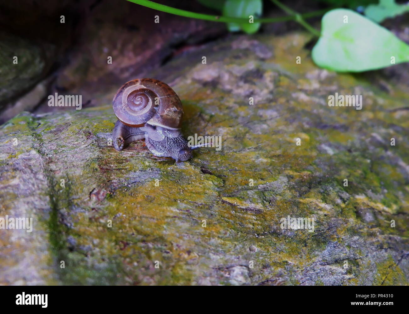 A snail with a case stretches out its feelers and slimes on a stone ...
