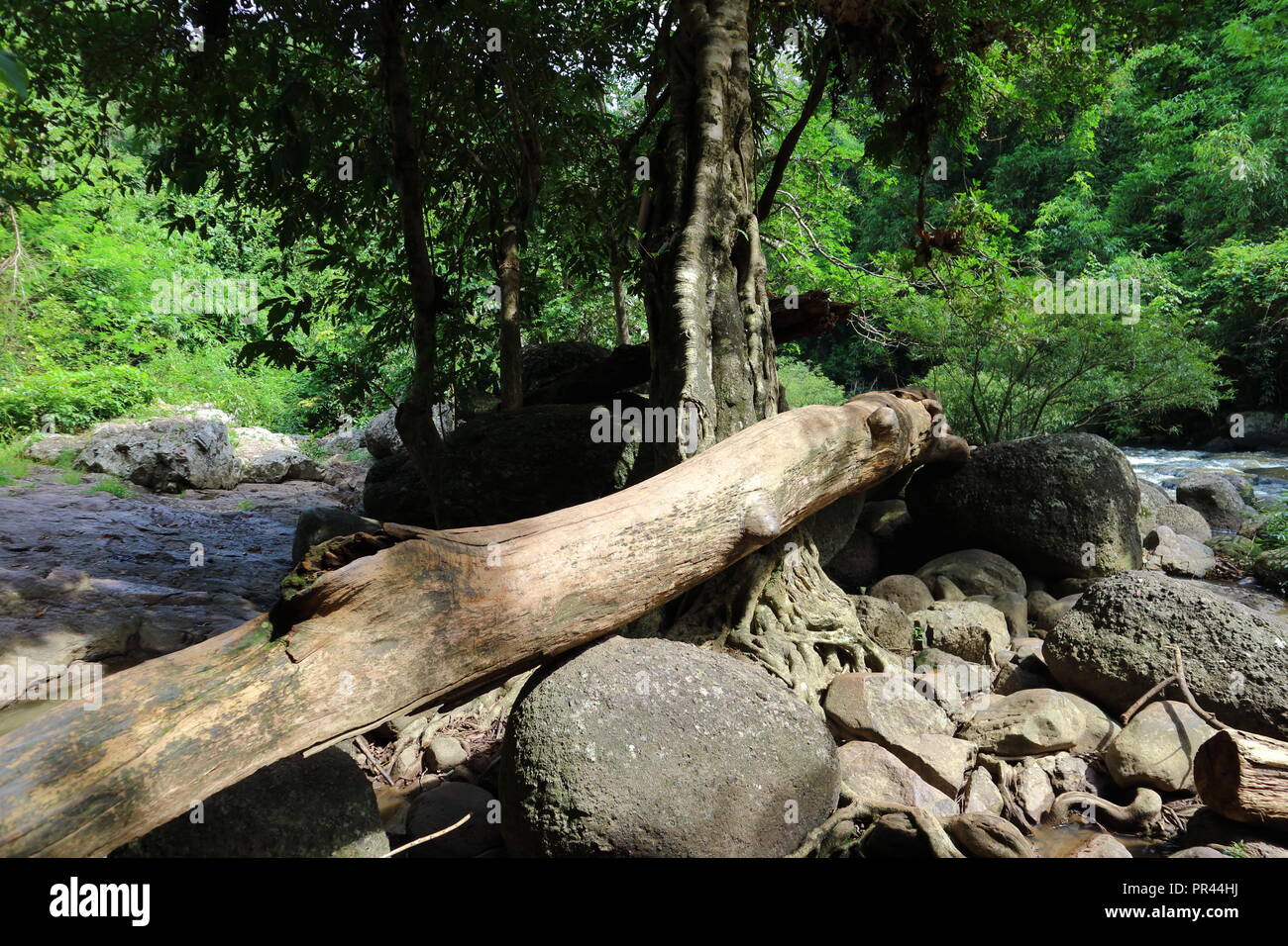 Rainforest river nature landscape. Stream in rainforest nature ...