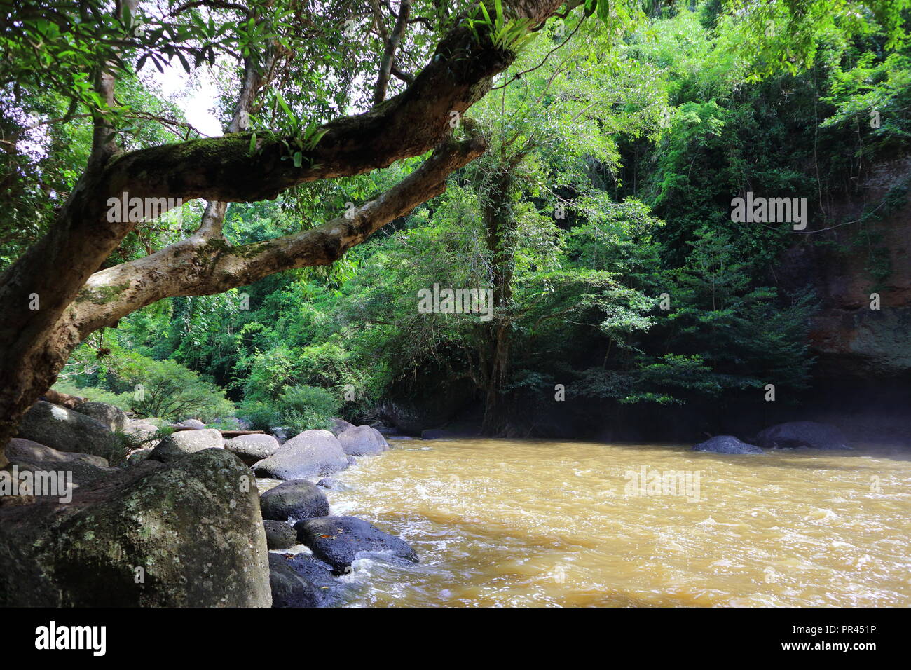Rainforest river nature landscape. Stream in rainforest nature ...