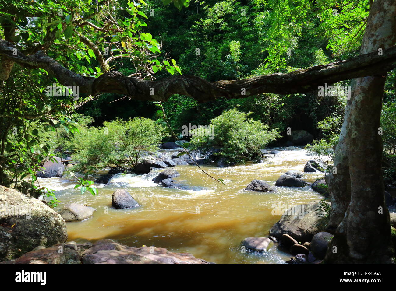 Rainforest river nature landscape. Stream in rainforest nature ...