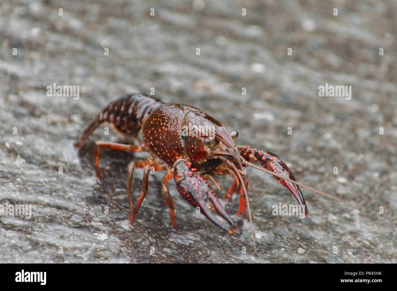 Freshwater lobster hi-res stock photography and images - Alamy