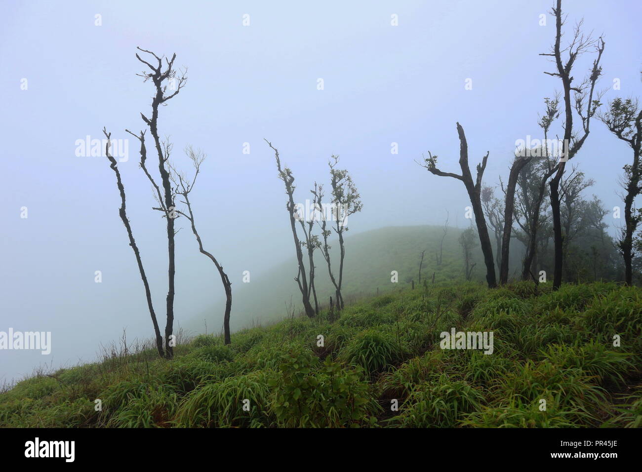 dead tree on hill with grass field Stock Photo - Alamy