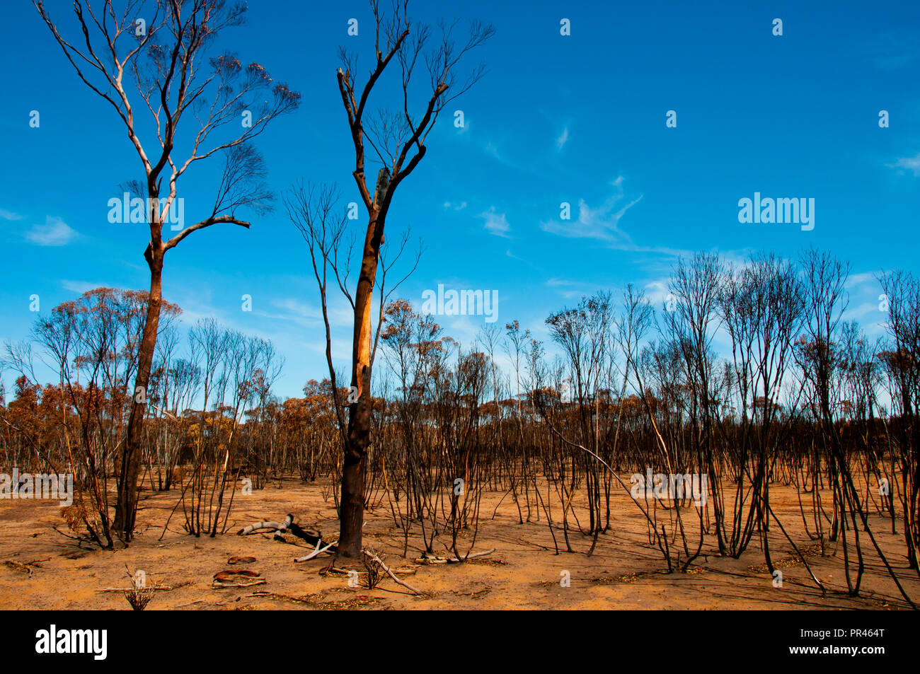 Bushfire Burnt Trees - Australia Stock Photo - Alamy