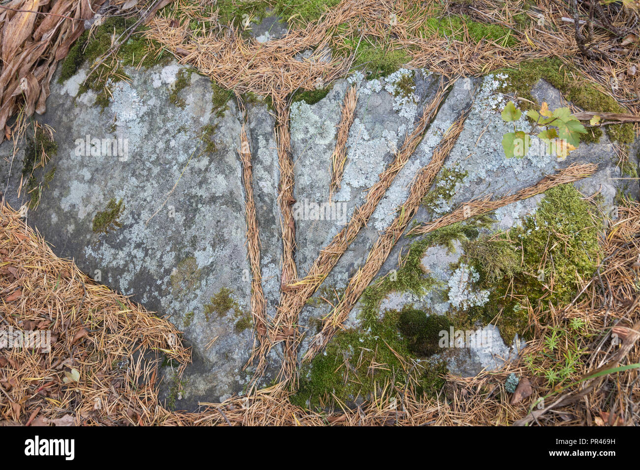 Ancient sword sharpening grooves in a stone by Ormajärvi lake in Lammi ...