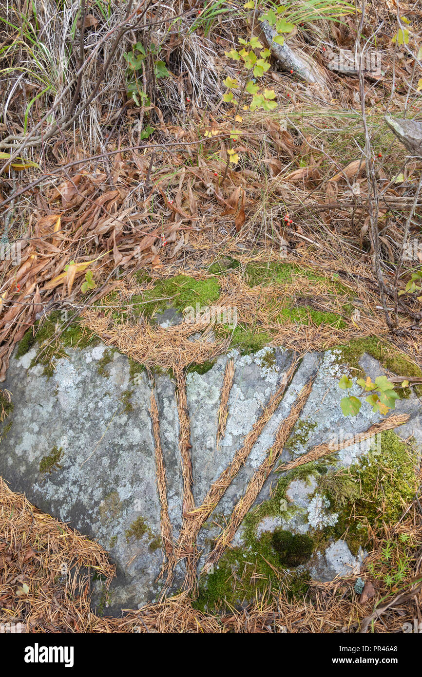 Ancient sword sharpening grooves in a stone by Ormajärvi lake in Lammi ...