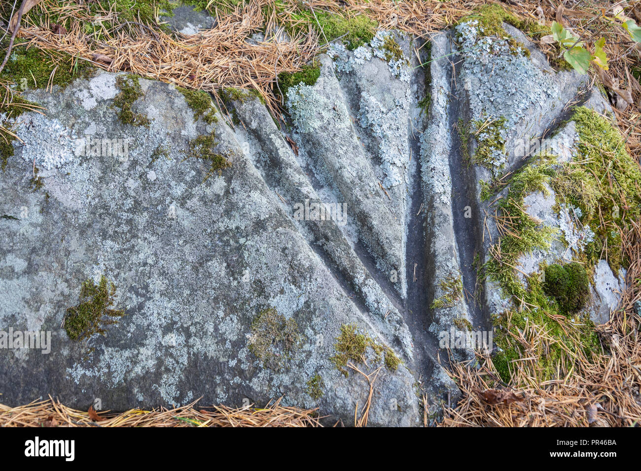 Ancient sword sharpening grooves in a stone by Ormajärvi lake in Lammi ...
