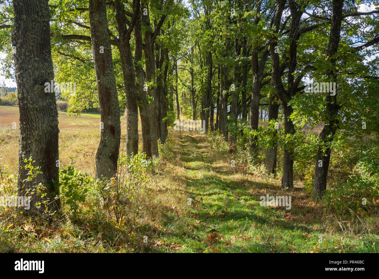 Finland oak hi-res stock photography and images - Alamy