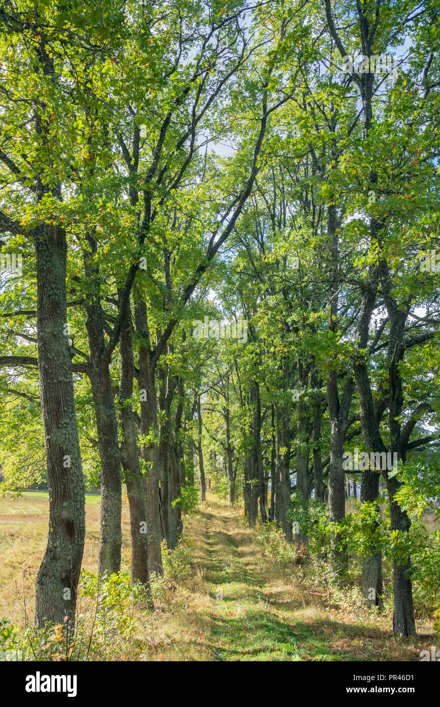 Finland oak hi-res stock photography and images - Alamy