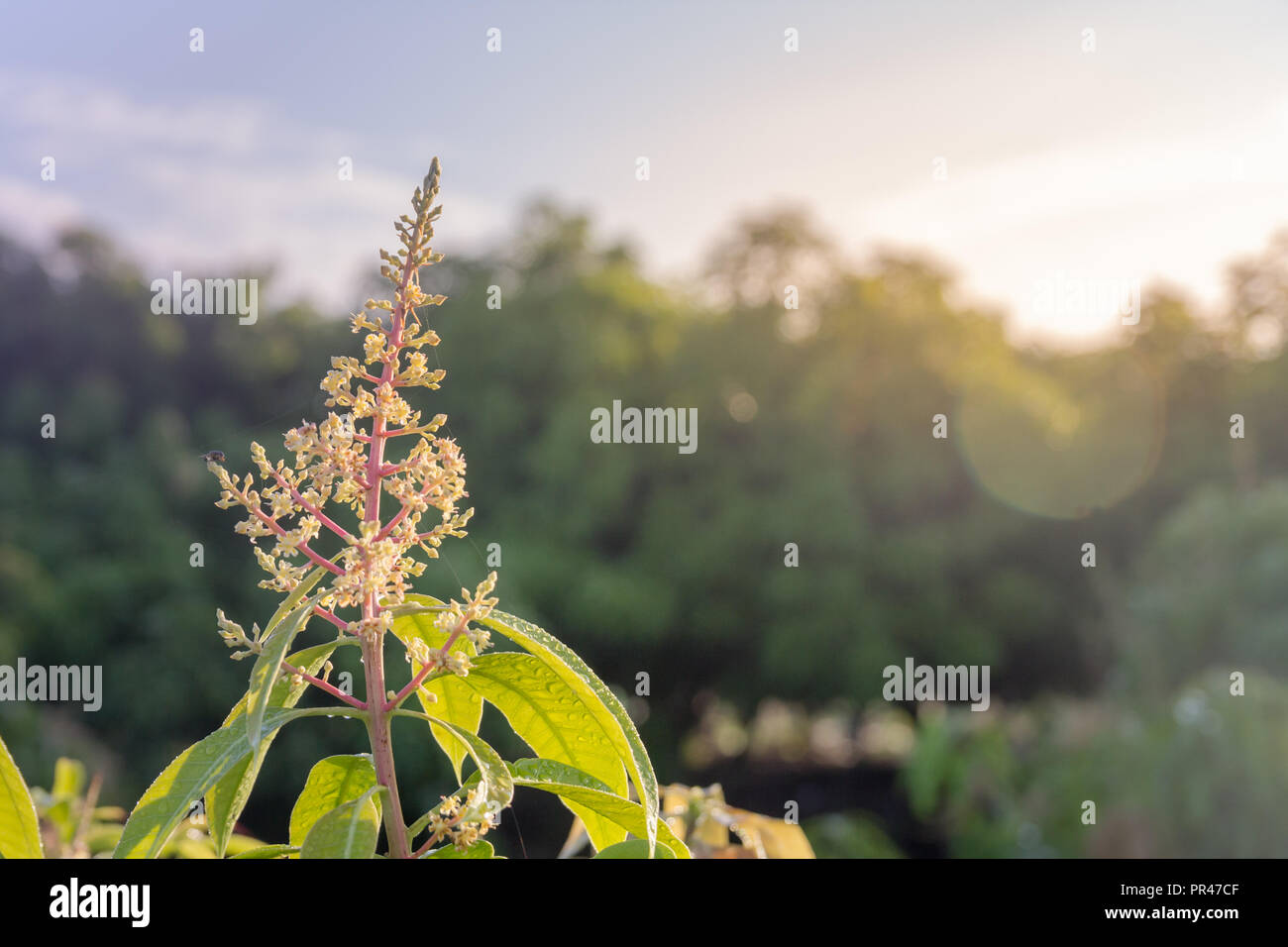 Grove of mango trees hi-res stock photography and images - Alamy