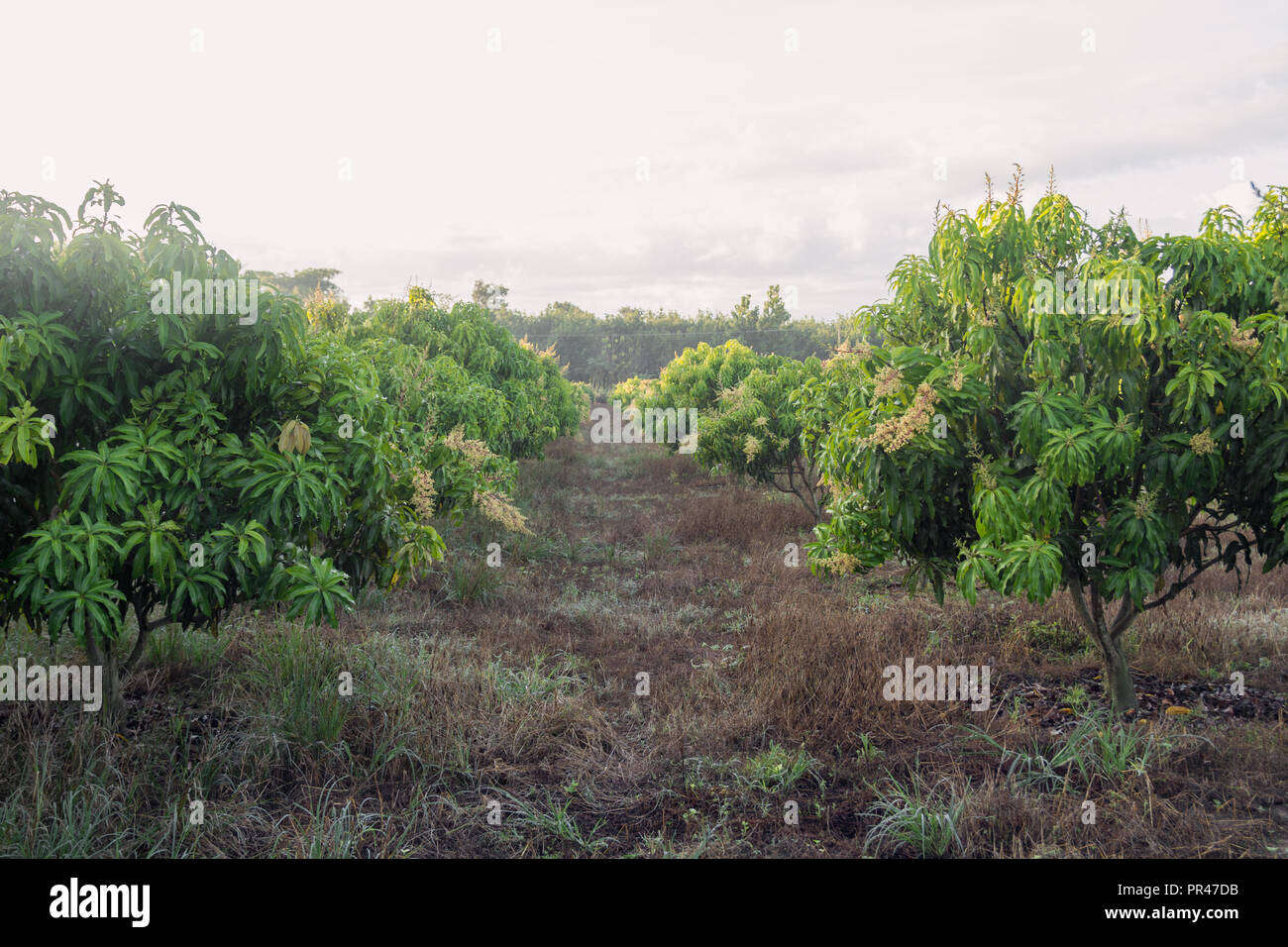 mango field of a flowering in tropical country. agricultural concept ...