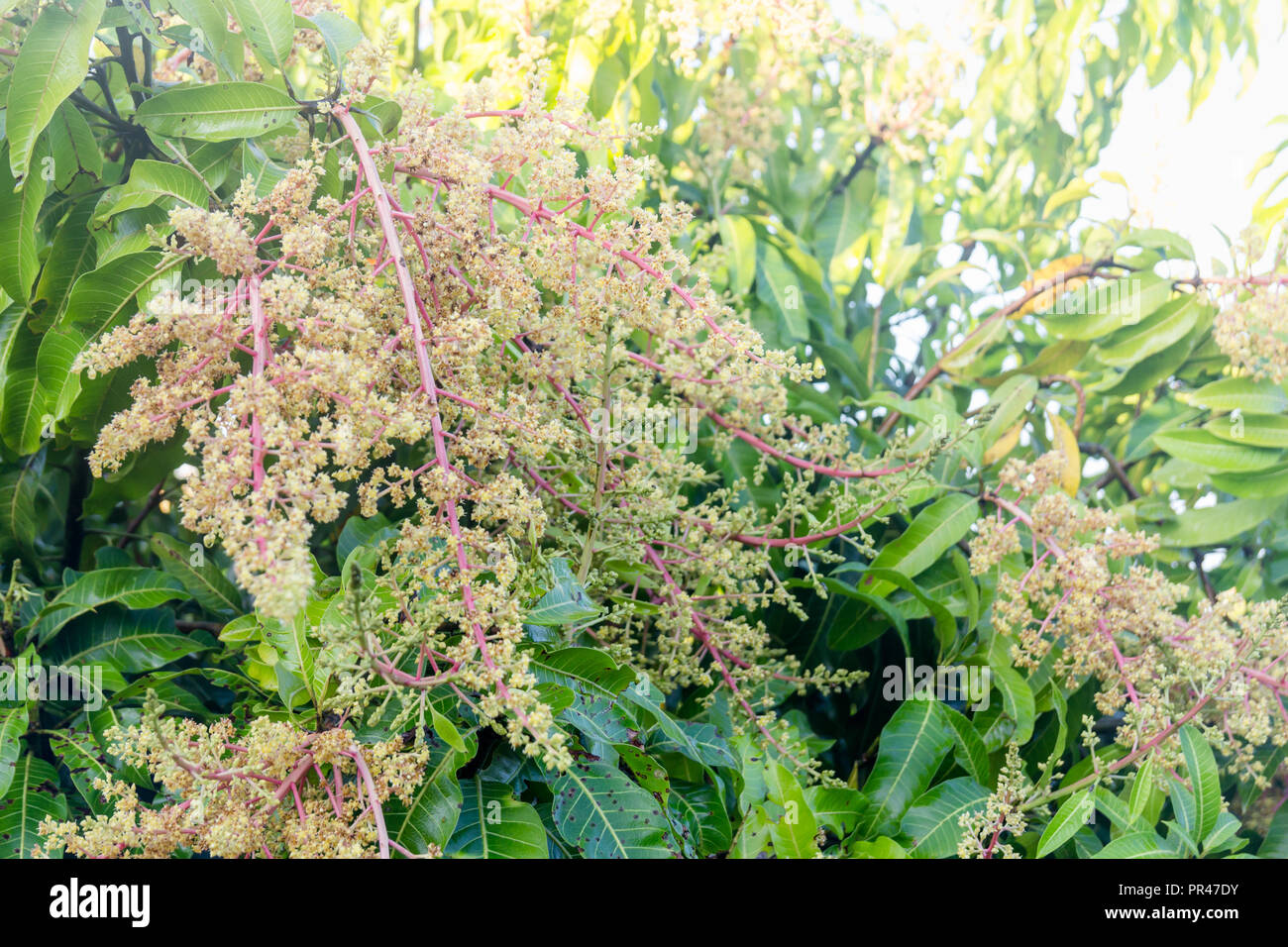 Mango grove hi-res stock photography and images - Alamy
