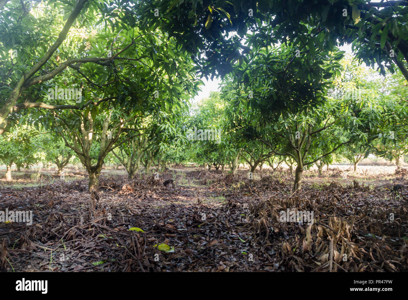 mango field of a flowering in tropical country. agricultural concept ...